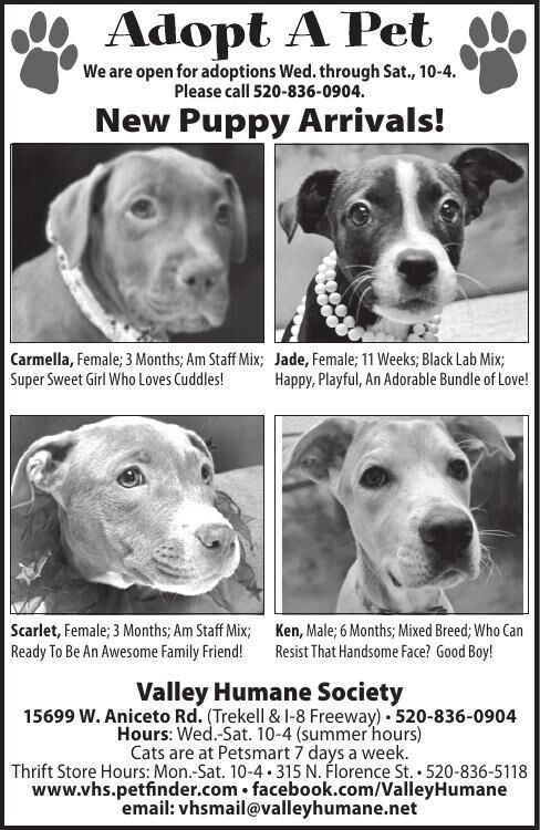 Valley Humane Society, 7/11/24 | Adopt A Pet | pinalcentral.com