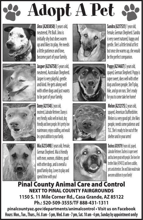 Pinal County Animal Care and Control, 8/20/19 | Adopt A Pet ...