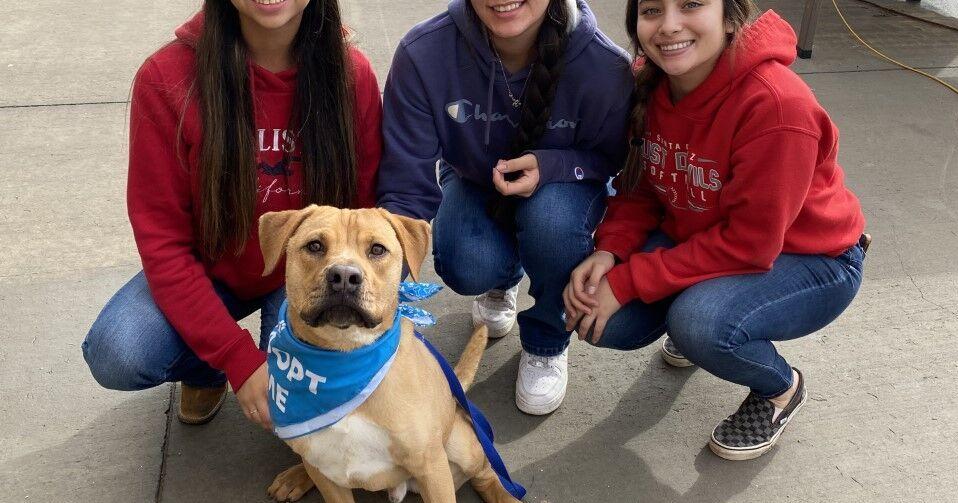 CAVIT students look into ways to better care for dogs, cats | Education ...