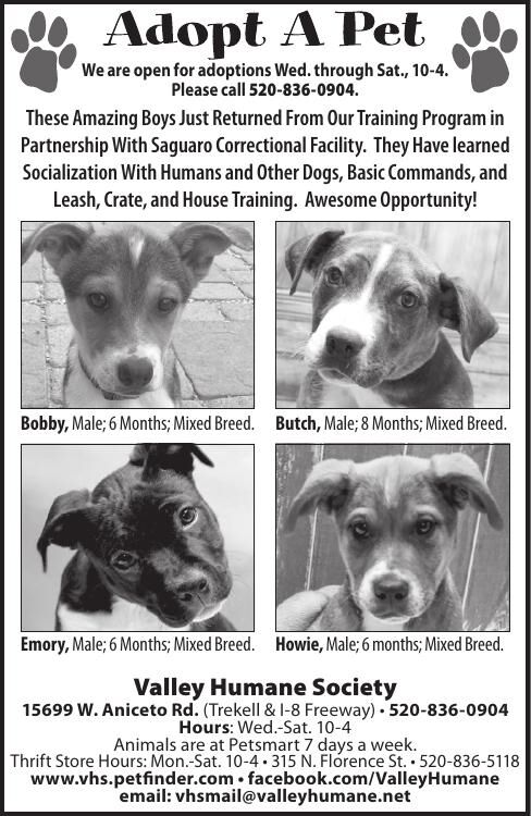 Valley Humane Society, 6/4/24 | Adopt A Pet | pinalcentral.com