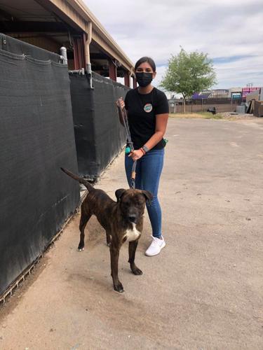Pinal animal shelter full and operating in ‘panic mode’ | Area News ...