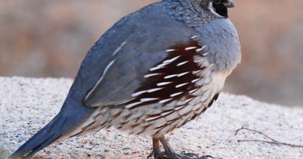 Drought reduces Arizona quail population as hunting season begins ...