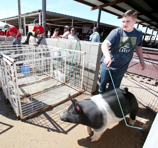 Pinal County Fair 3/20/19 | Featured | pinalcentral.com