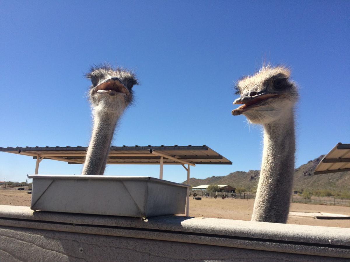 Rooster Cogburn Ostrich Ranch grows from hidden heartbreak | Pinal Ways ...