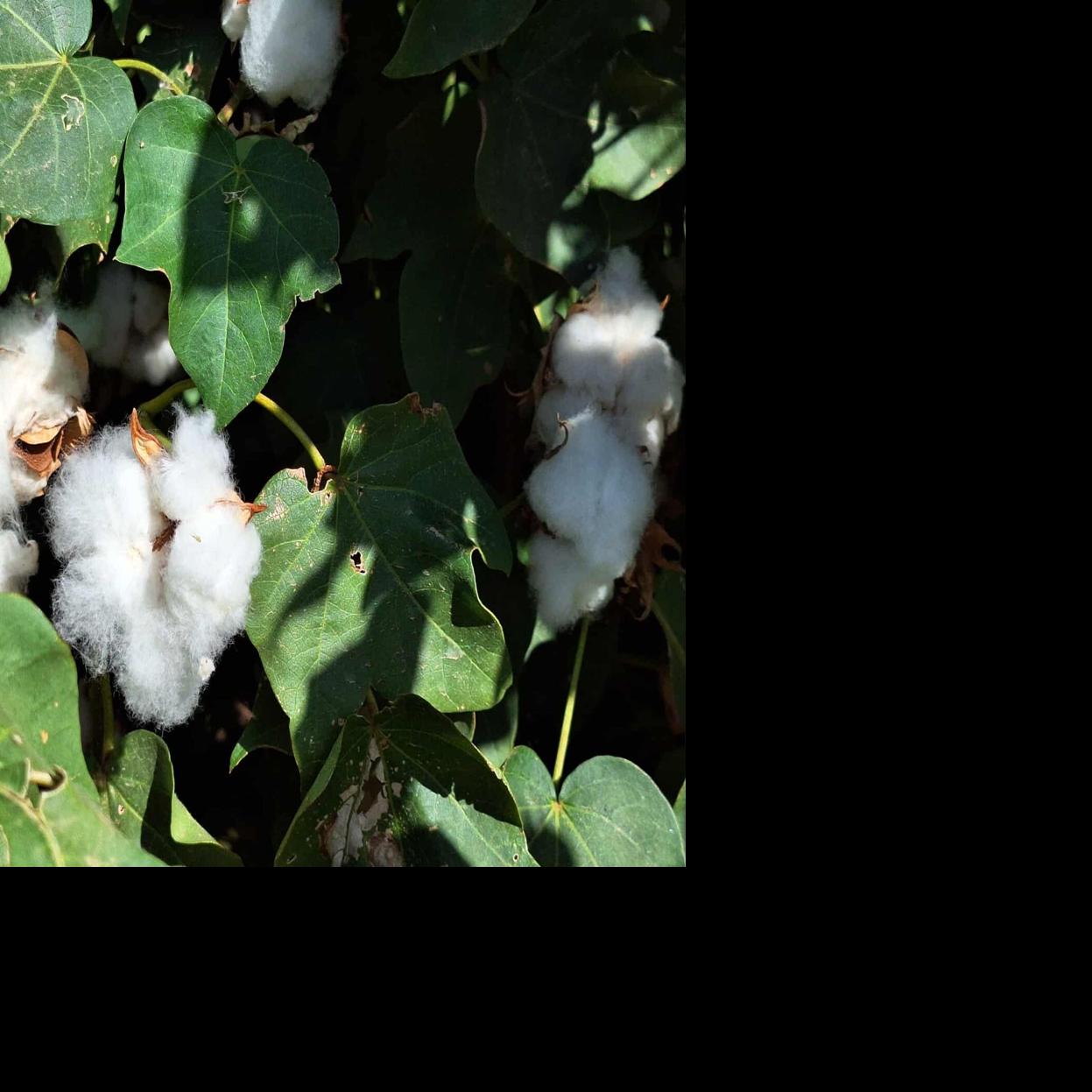 'Fridays with Frank' videos give viewers virtual ride-along with PCSO ...