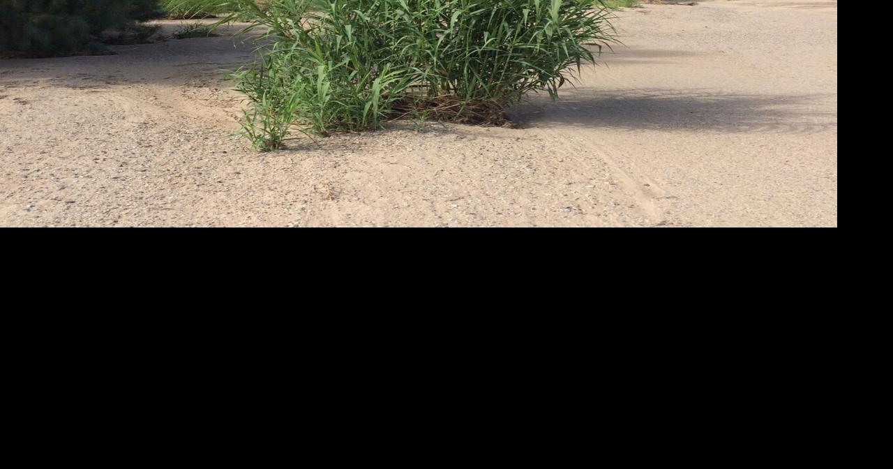 Invasive giant reed taking over Arizona rivers, lakes | Arizona News ...