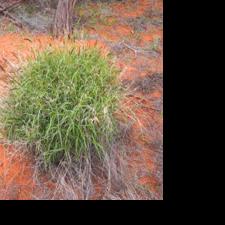 Buffel grass is an invasive weed that forces out native plants | Health ...