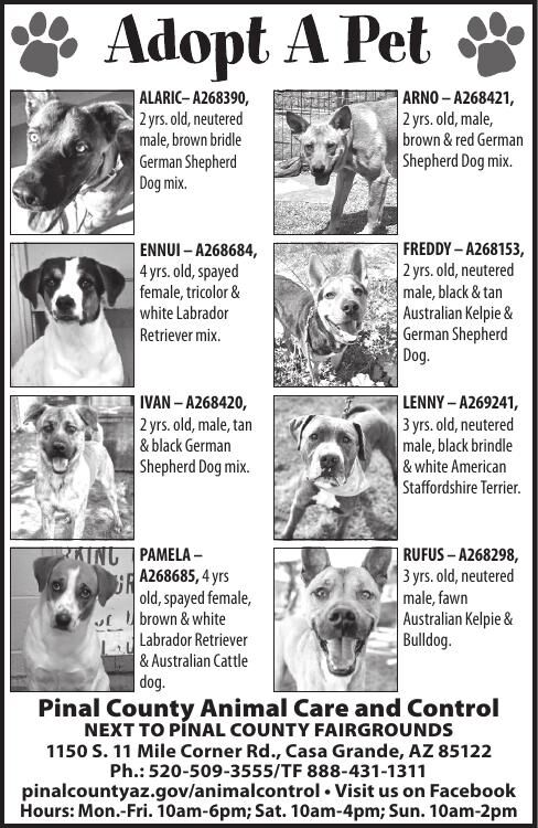 Pinal County Animal Care and Control, 11/30/24 | Adopt A Pet ...