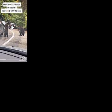 Bear high-fives driver In viral video | National News | pinalcentral.com