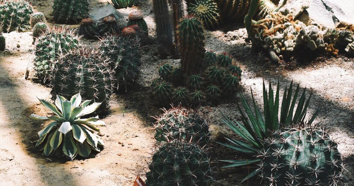 How increased shading in your yard can help plants, people in summer ...