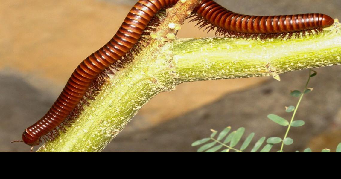 Monsoons also bring out colorful critters; here's what to look for ...