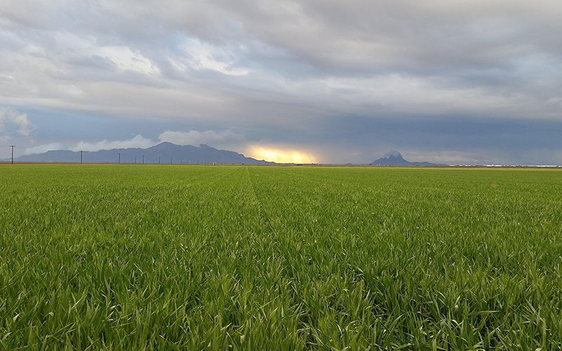 From desert wheat in Casa Grande to pasta in Italy | Farm And Ranch ...