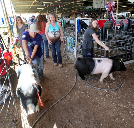 Pinal County Fair 3/20/19 | Featured | pinalcentral.com