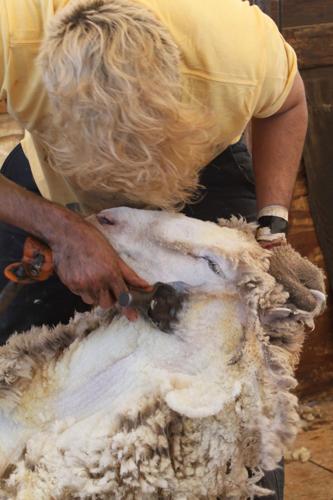 Sheep Shearing in CG | Featured | pinalcentral.com