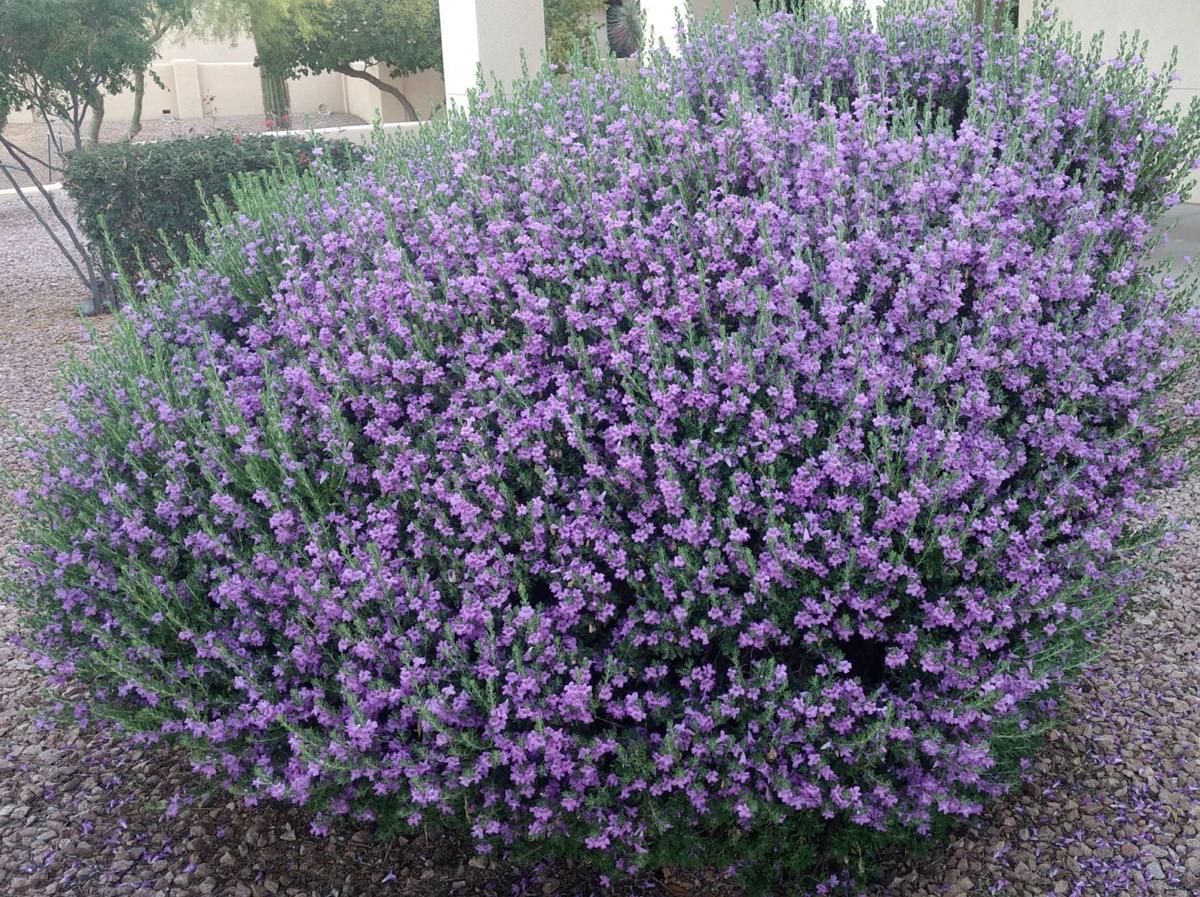 Is Purple Texas Sage Edible Eating A Texas Ranger Plant