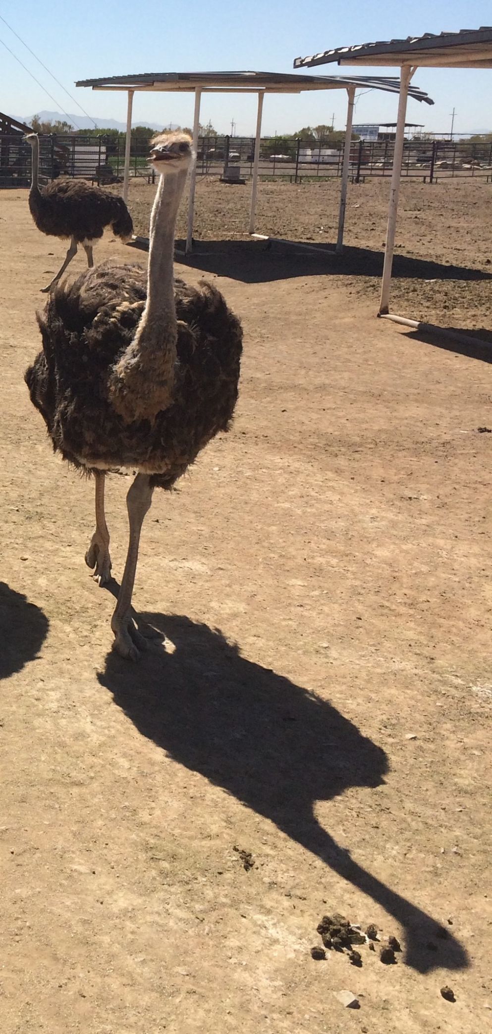 Rooster Cogburn Ostrich Ranch grows from hidden heartbreak | Pinal Ways ...