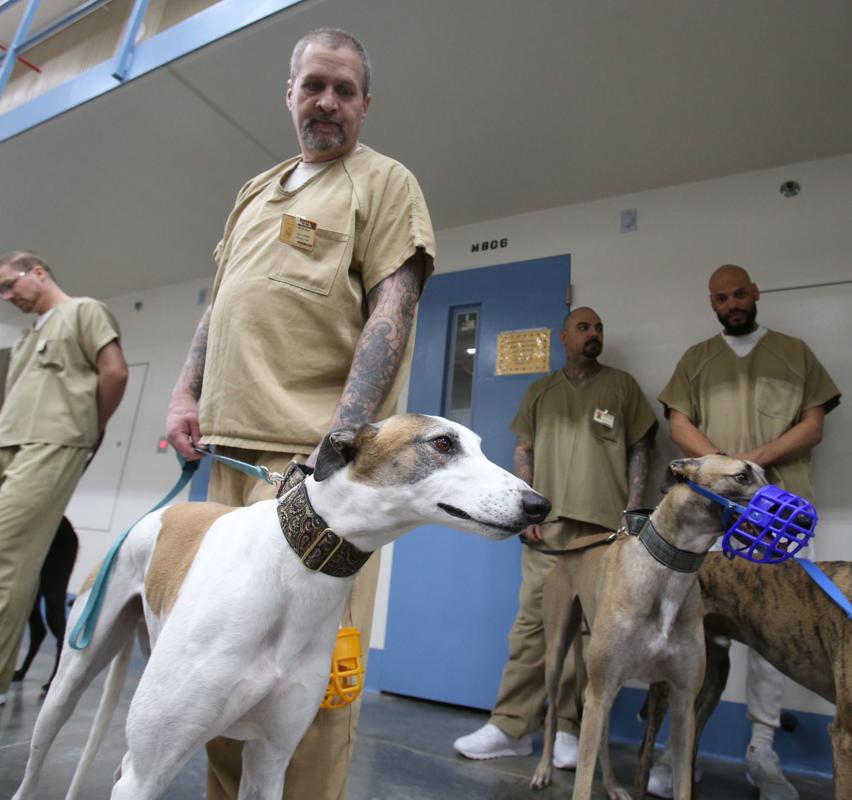 Eloy prison inmates rehabilitate racing greyhounds | News ...