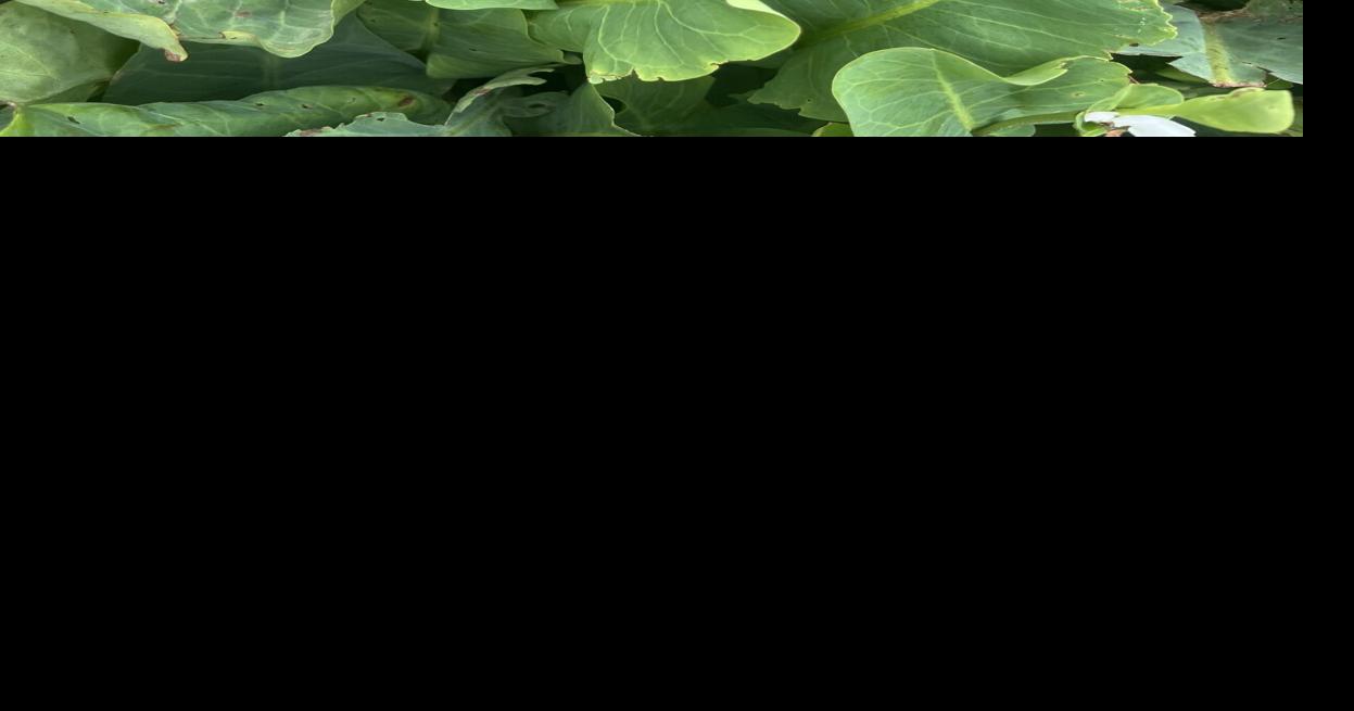 QC Botanical Gardens focuses on medical plants with events | Recreation ...