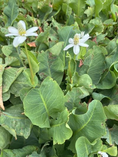 QC Botanical Gardens focuses on medical plants with events | Recreation ...