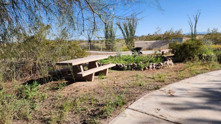 CG Ruins staff clear invasive stinknet | News | pinalcentral.com