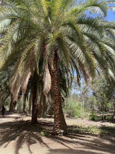 Here's why the Boyce Thompson Arboretum is a peaceful, cooler summer ...