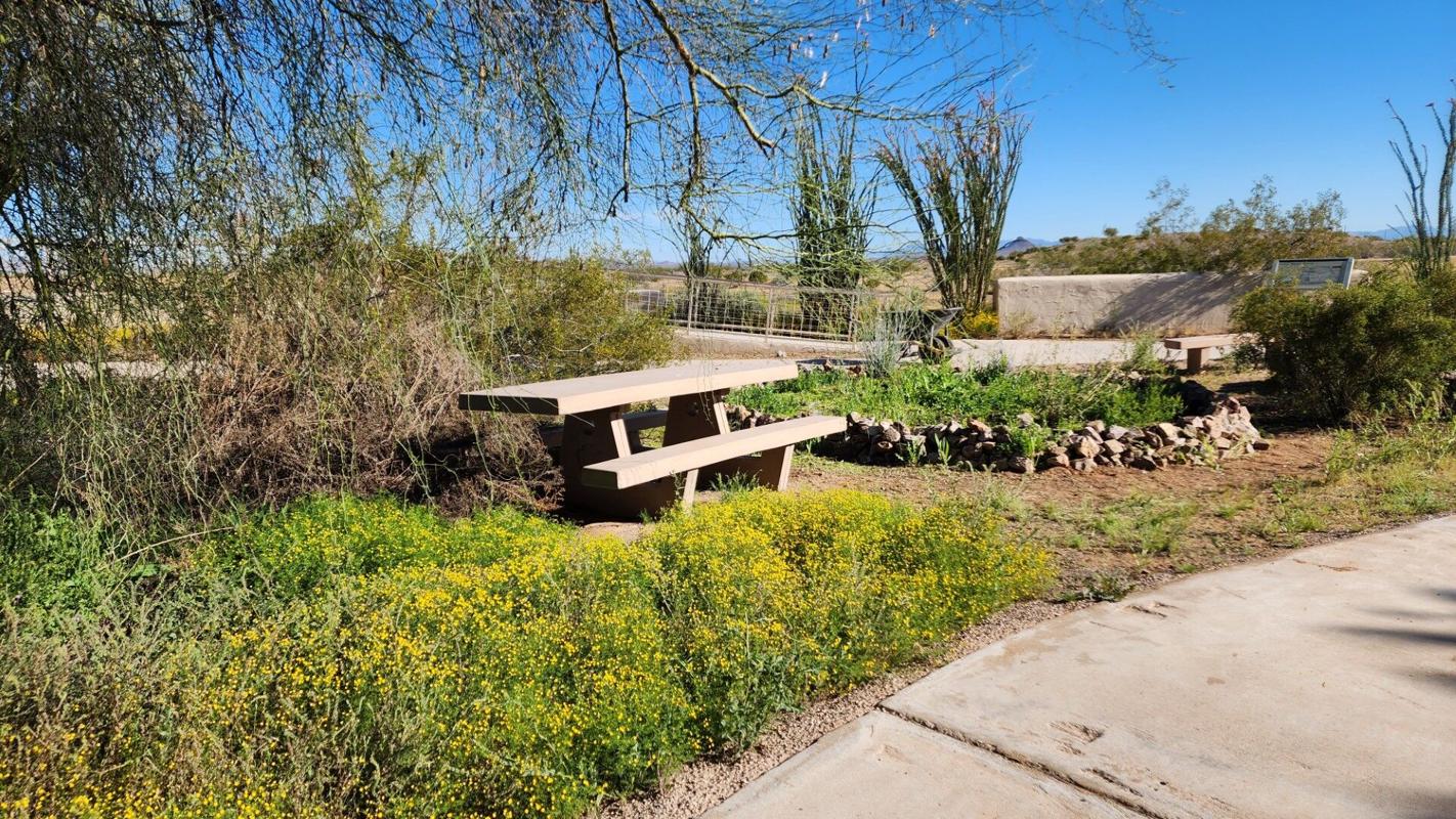 CG Ruins staff clear invasive stinknet | Coolidge Examiner News ...