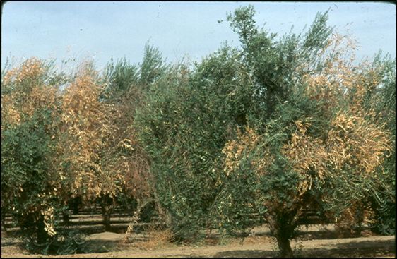 Gibson: Verticillium wilt disease devastating to many plants | Home And ...