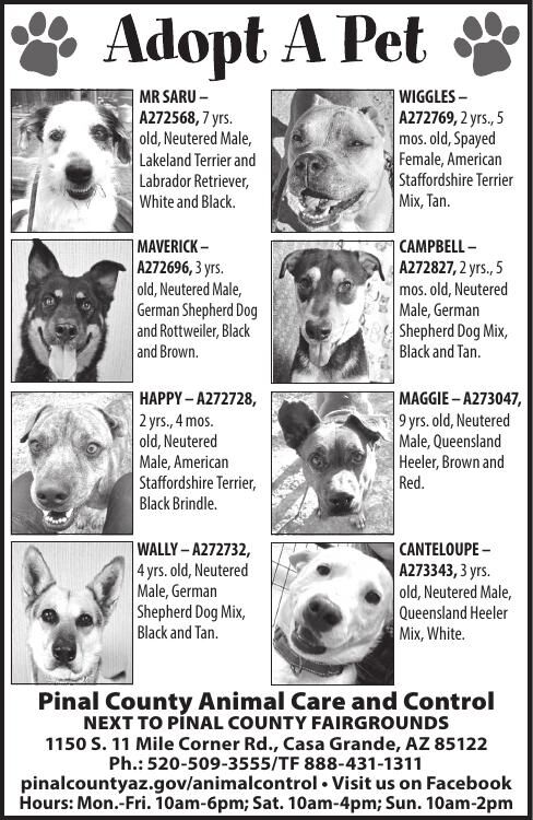 Pinal County Animal Care and Control, 9/21/24 | Adopt A Pet ...