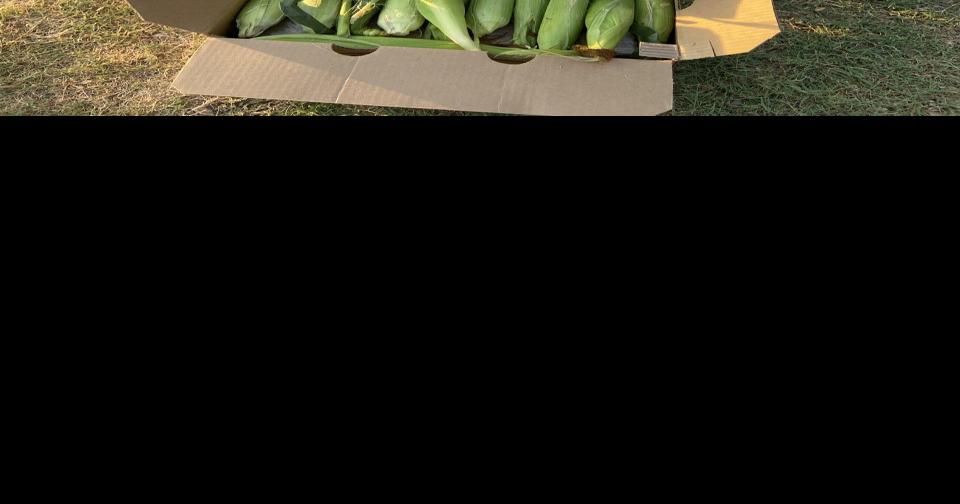 Corn grown by area kids provides nurturing, nutrition to residents of ...