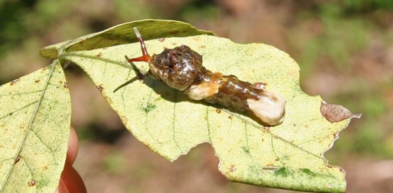 Gibson: Lepidopterous insects command our respect | Home And Hearth ...