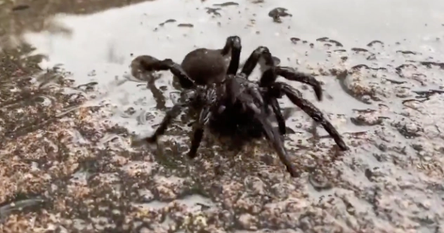 'Spider plague' infests parts of Australia amid historic flooding ...