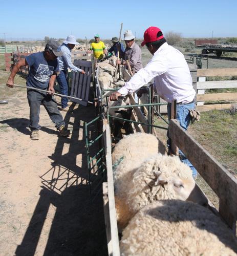 Sheep Shearing in CG | Featured | pinalcentral.com