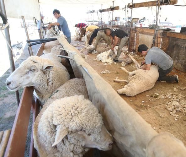 Sheep Shearing in CG | Featured | pinalcentral.com