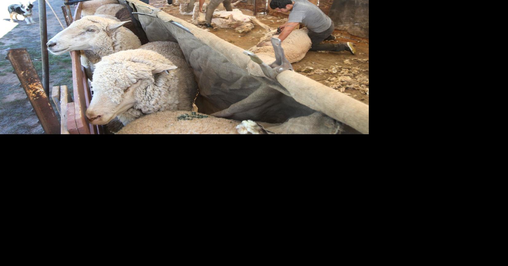 Sheep Shearing in CG | Featured | pinalcentral.com