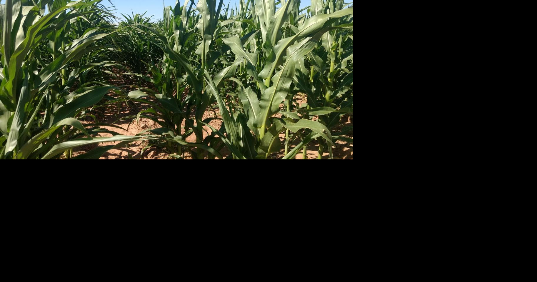 Corn beat heat, but prices not good | Apache Junction Central ...