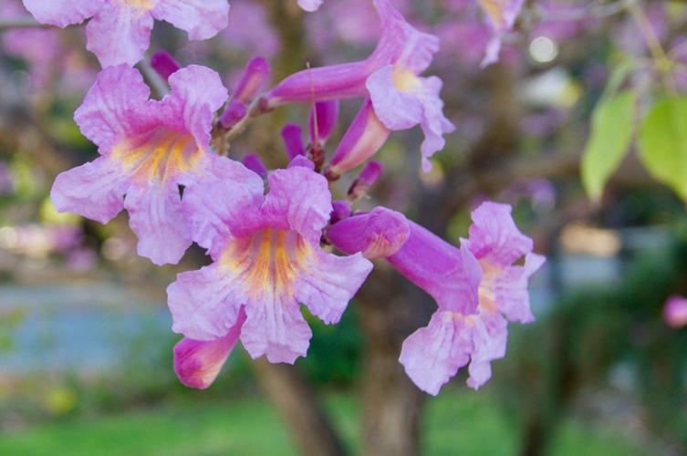 Gibson: Salt-tolerant trees have definite advantage here | Home And ...