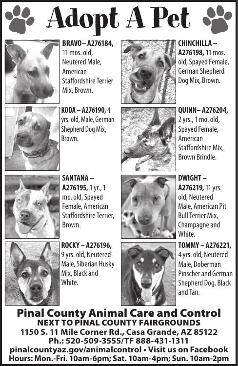 Pinal County Animal Care and Control, 10/8/24 | Adopt A Pet ...
