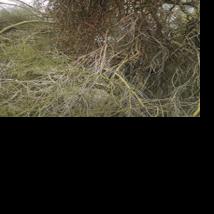 Arizona Gardeners: Mistletoe is a parasite on native trees, shrubs in ...