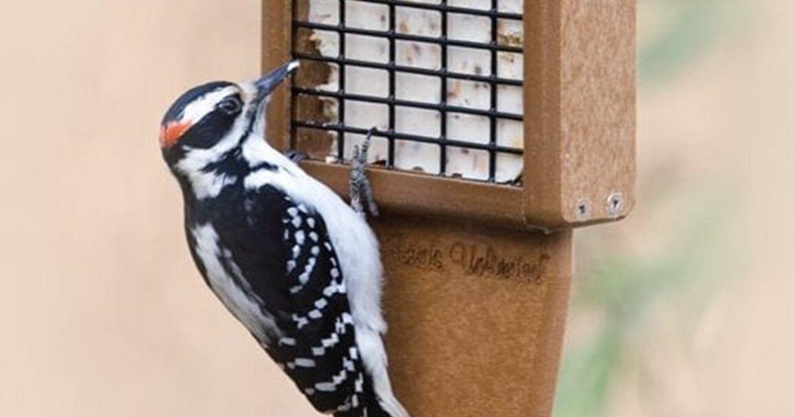 Attracting, feeding wild birds | Home And Hearth | pinalcentral.com