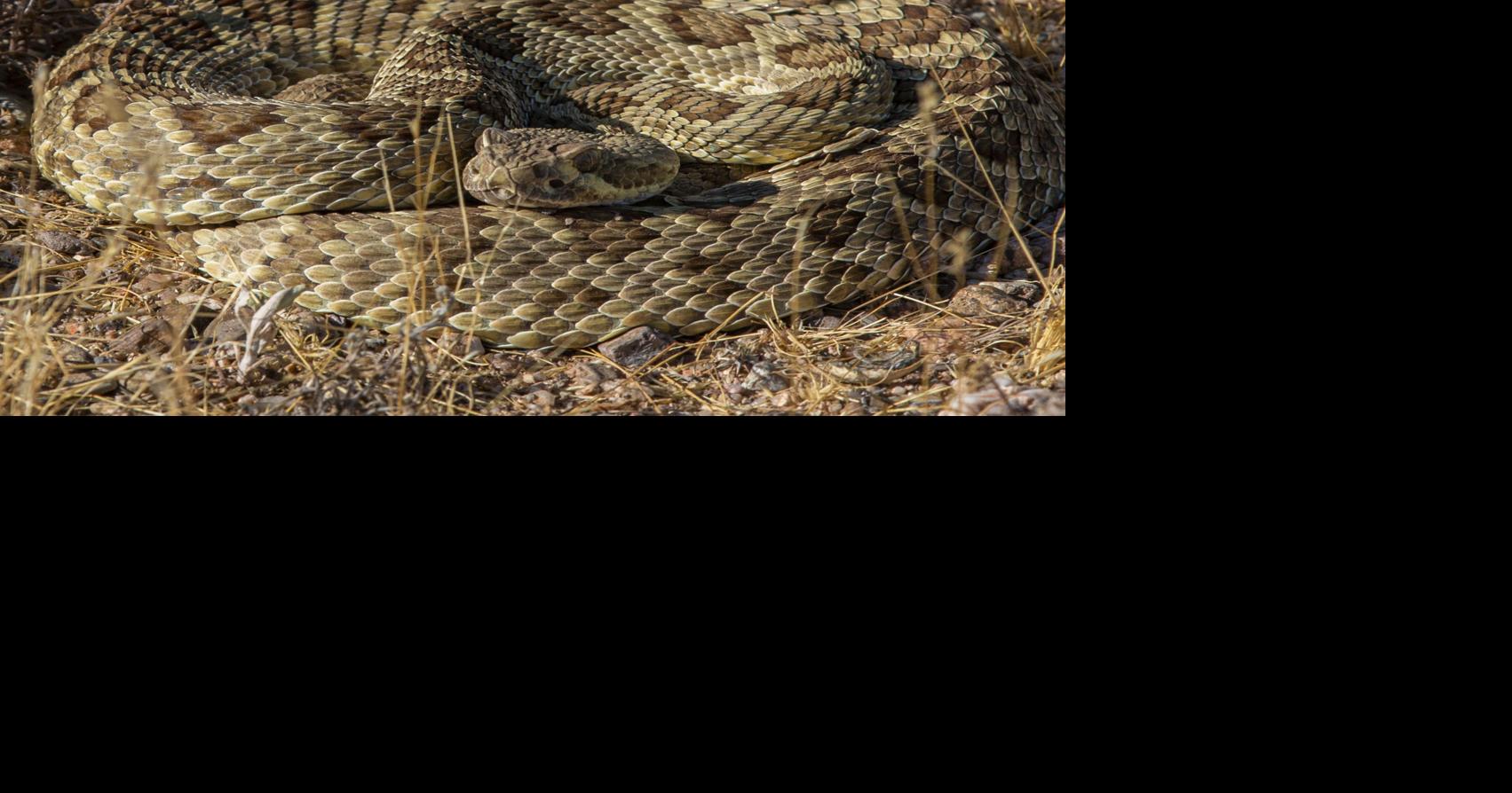 Mohave rattlesnake isn't as scary as the myths, Arizona author says ...