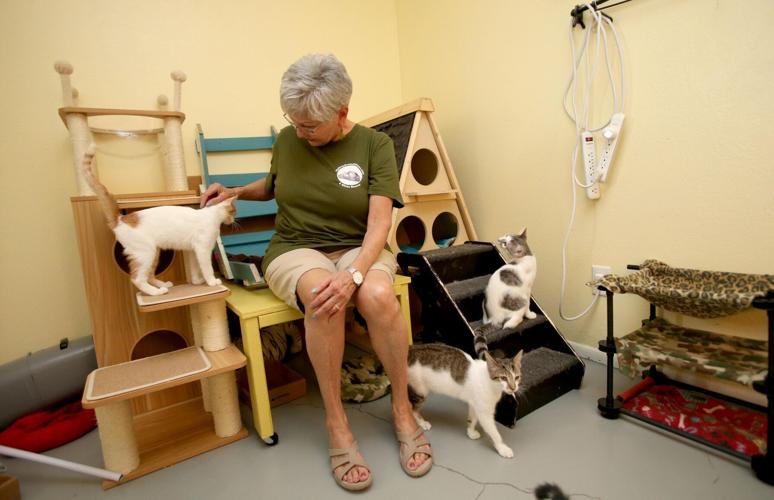 Itty Bitty Bottle Babies kitten rescue | News | pinalcentral.com