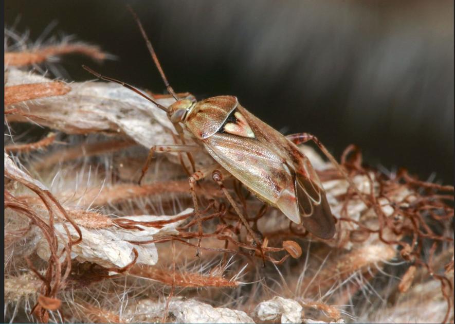 Local victories vs. cotton pests are shared around the world | Business ...