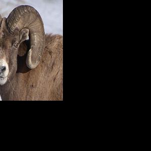 More bighorn sheep released in Catalina Mountains | Arizona News ...