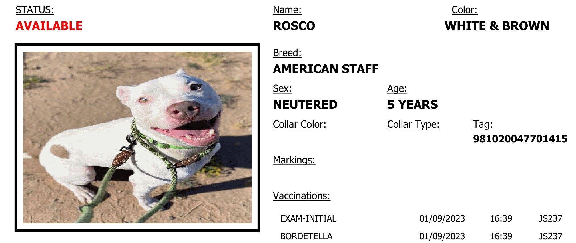 Maricopa sets positive example reuniting lost animals with owners ...