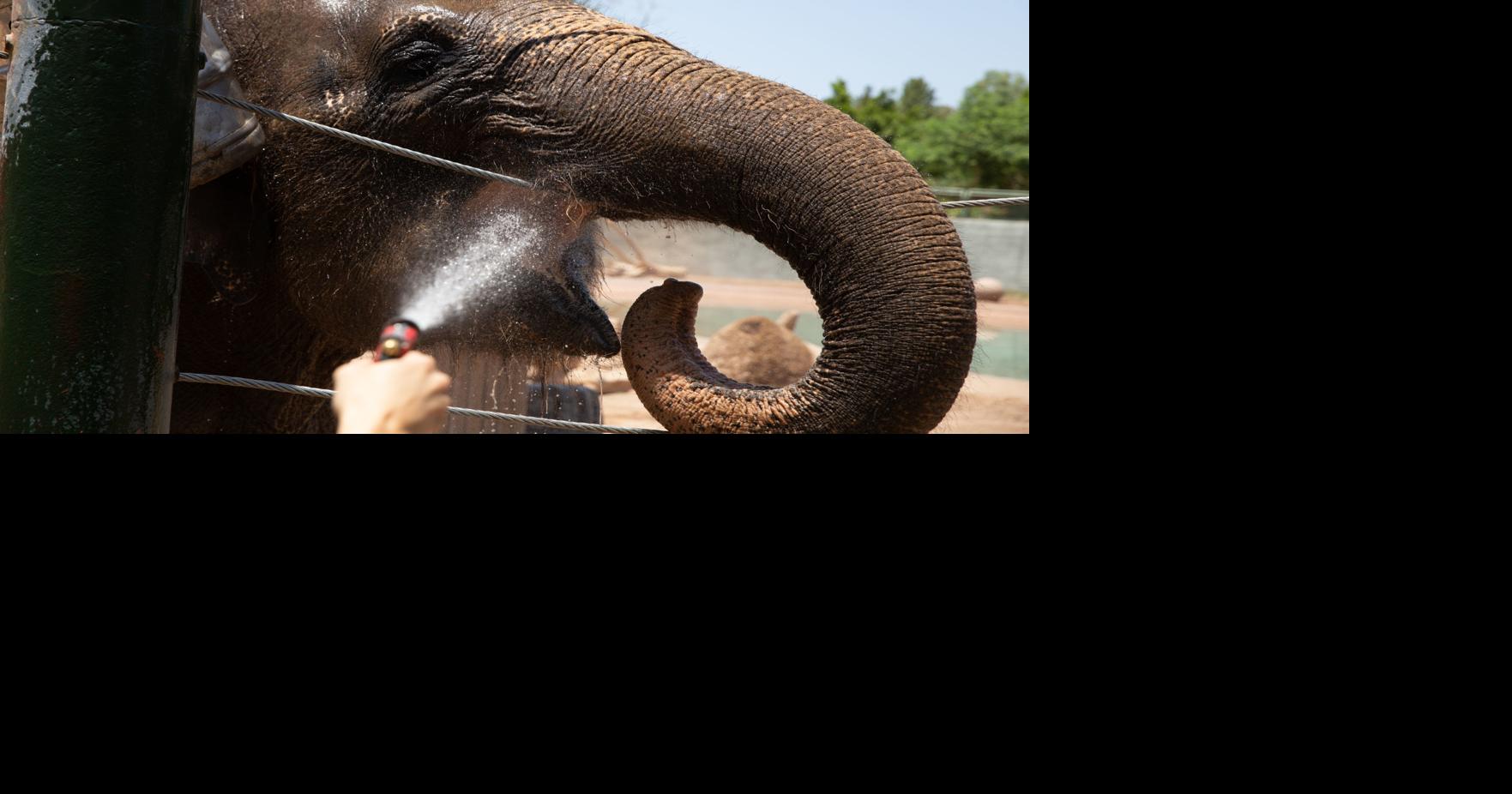 From pools to popsicles, Phoenix Zoo works to keep animals cool ...