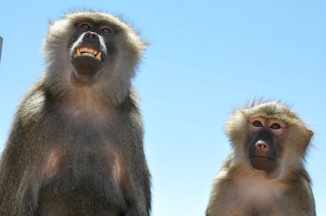 Monkeys, baboons, others to put on a show at Pinal fair | Recreation ...