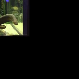 Electric eel powers aquarium’s Christmas lights | | pinalcentral.com
