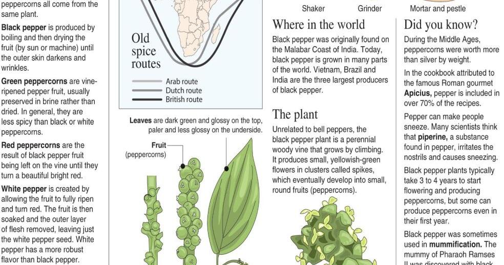 NIE, 5/20/25 | Newspapers In Education | pinalcentral.com