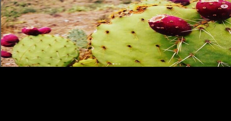 Prickly Pear Festival returns to Superior Aug. 26 | Pinal Ways ...