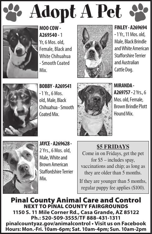 Pinal County Animal Care and Control, 5/30/24 | Adopt A Pet ...